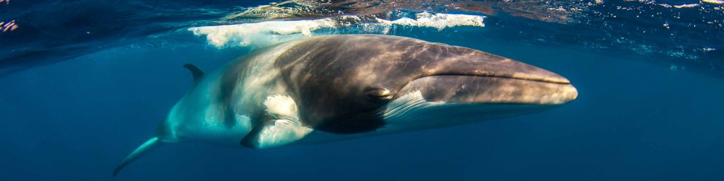 Management - Minke Whale Project - Minke Whale Project